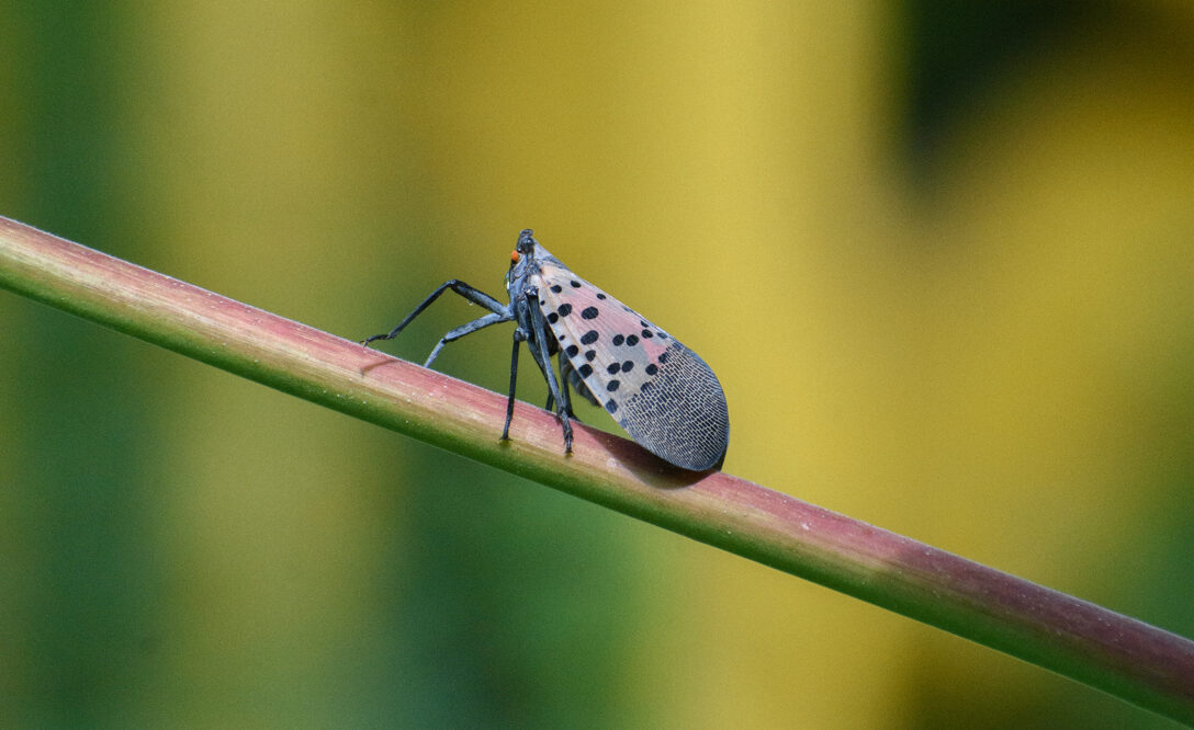 Turf and Ornamental Entomology Lab | Turf and Ornamental Entomology Lab